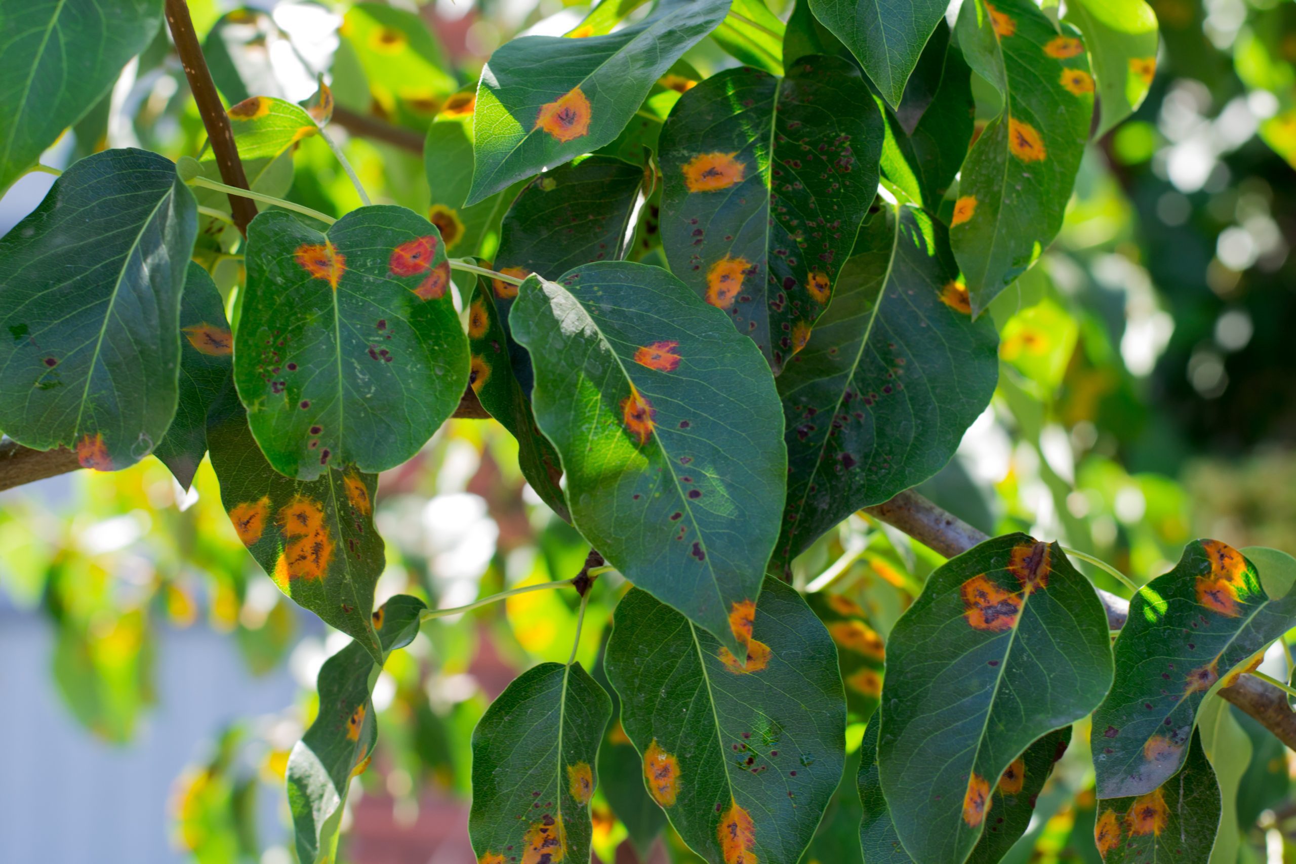 Fungal vs. Bacterial Tree Diseases: Understanding the Differences ...