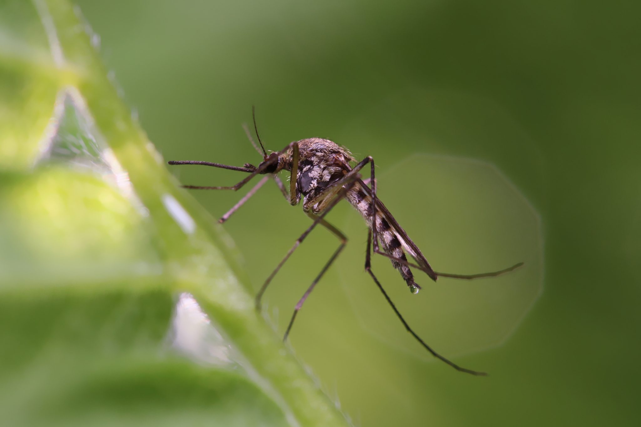 The Biology of Mosquitoes: Understanding Their Lifecycle and Behavior ...
