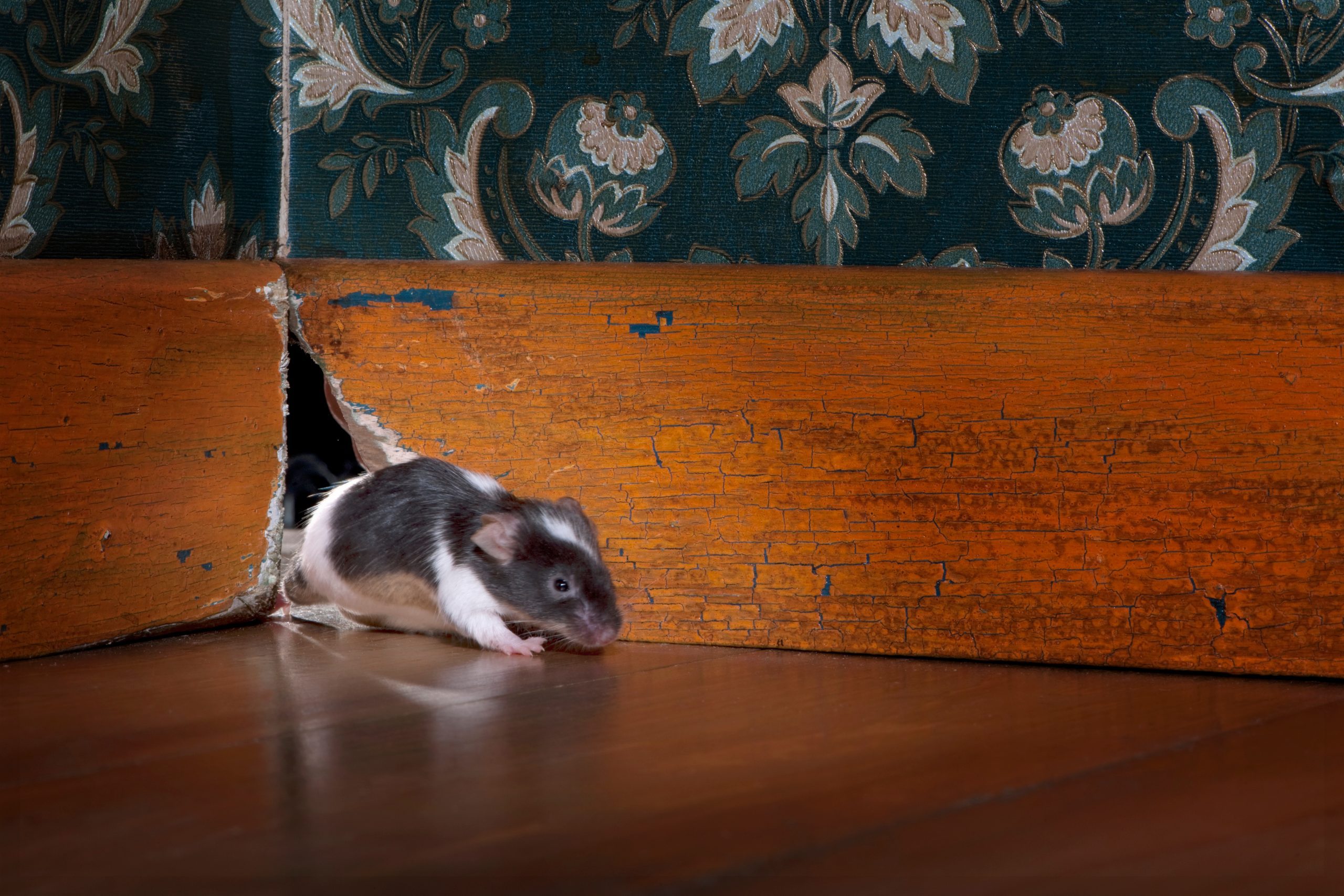 Best Mouse-Proofing Tips for Edmonton Homes | Birch Fumigators